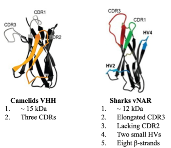 Our exclusive shark platform