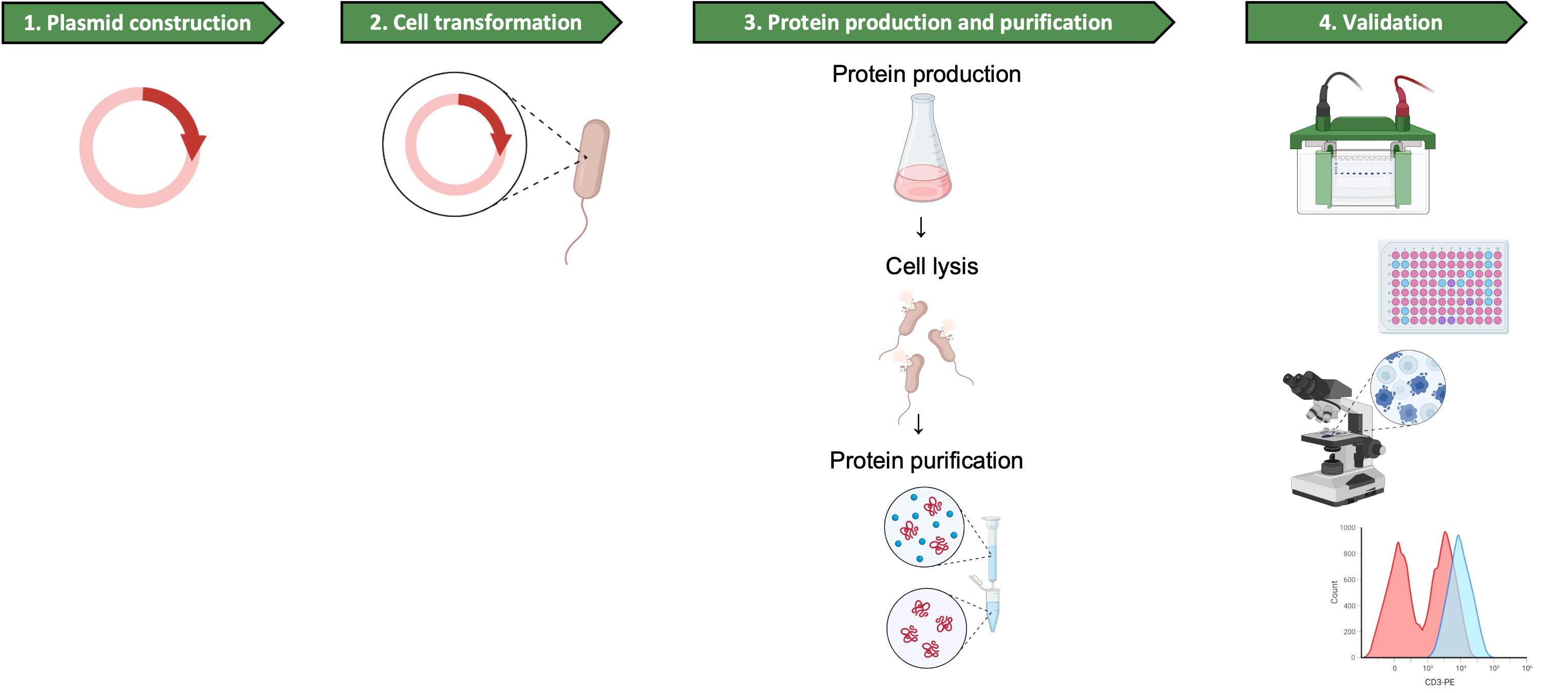 Large-scale protein production