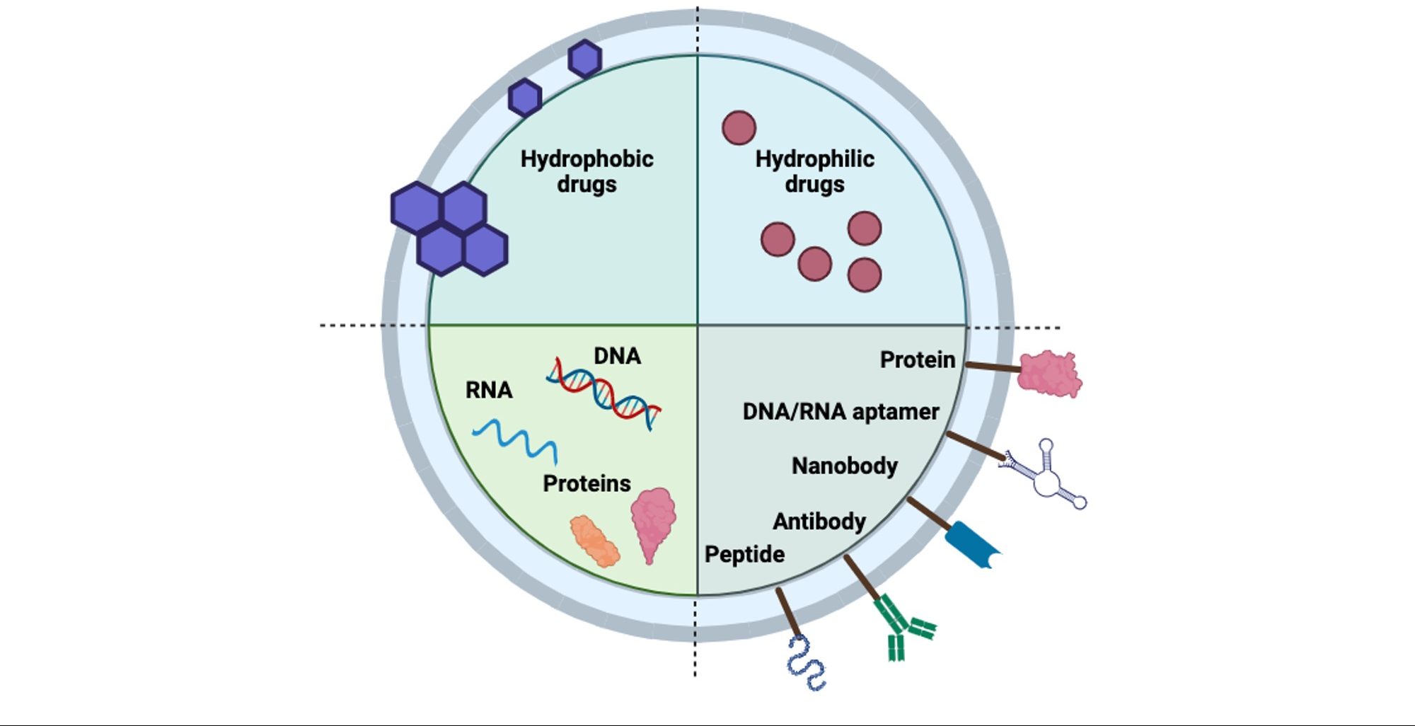 Extracellular Vesicle Functionalization
