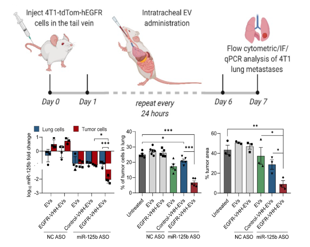 Extracellular Vesicle Functionalization