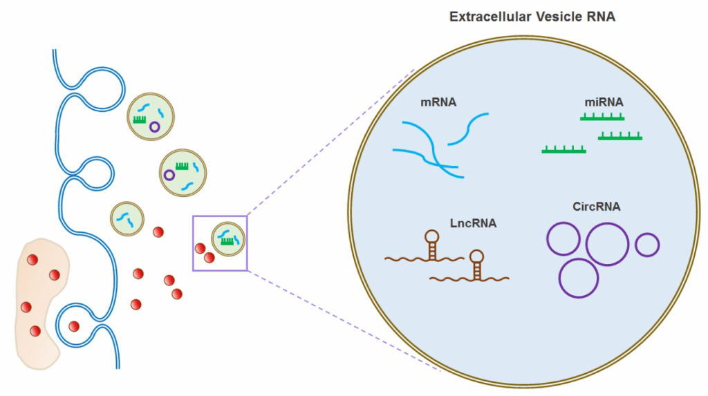 Extracellular vesicle proteomics/phosphoproteomics