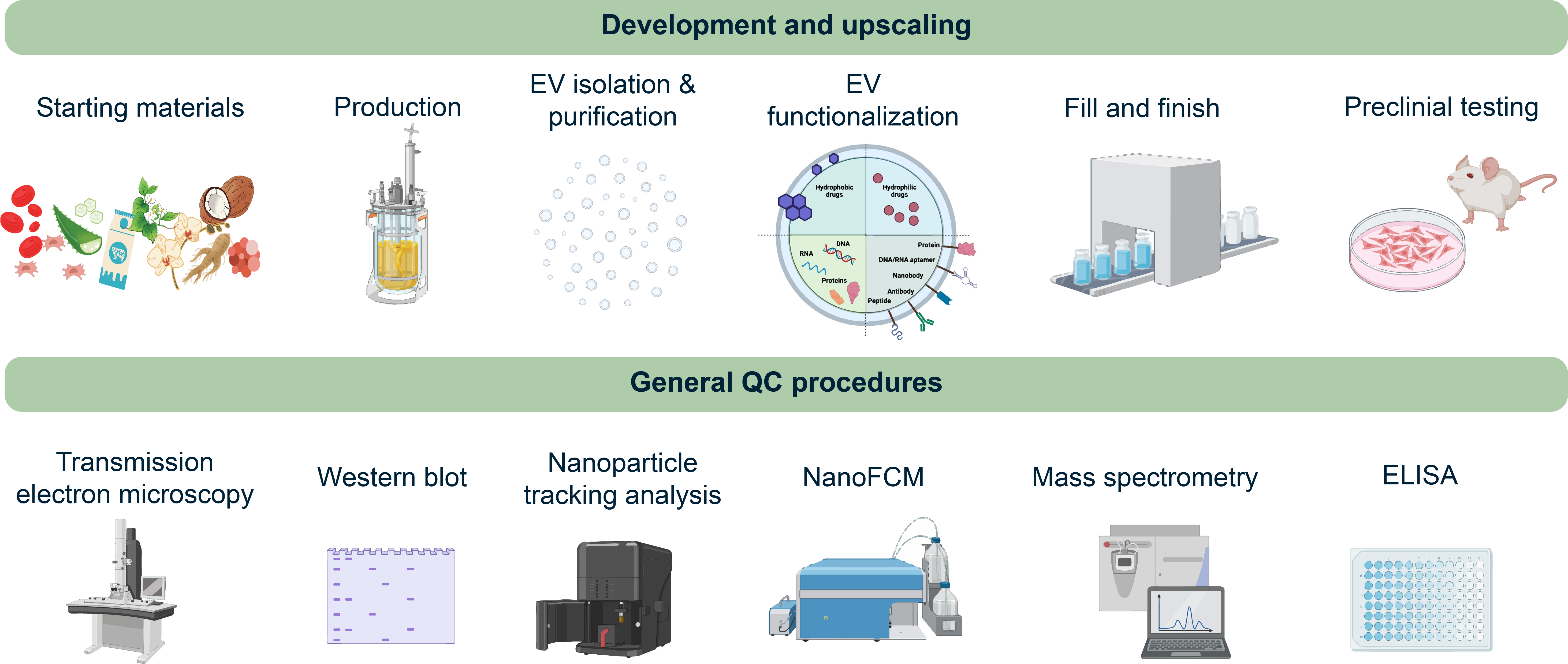 CDMO solutions