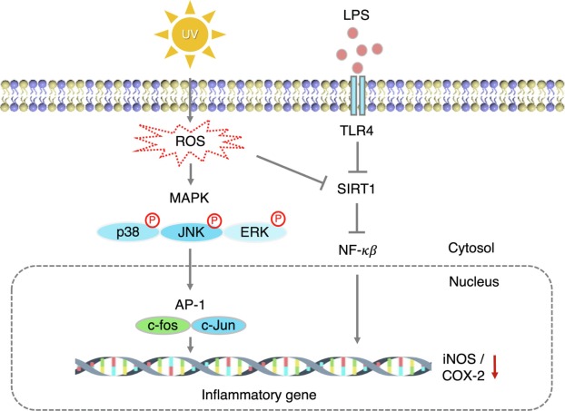 Hybrid Nanovesicles: Unleashing the Future of Targeted Skincare - Jotbody